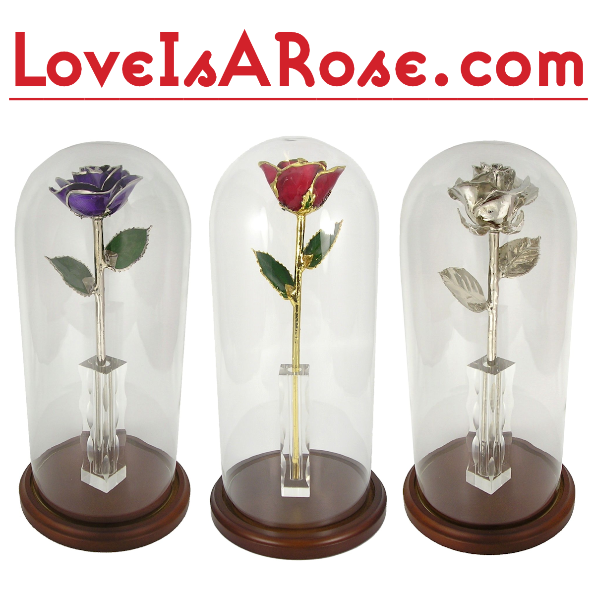 Real Enchanted Roses: Enchanted Gold Roses: Love Is A Rose