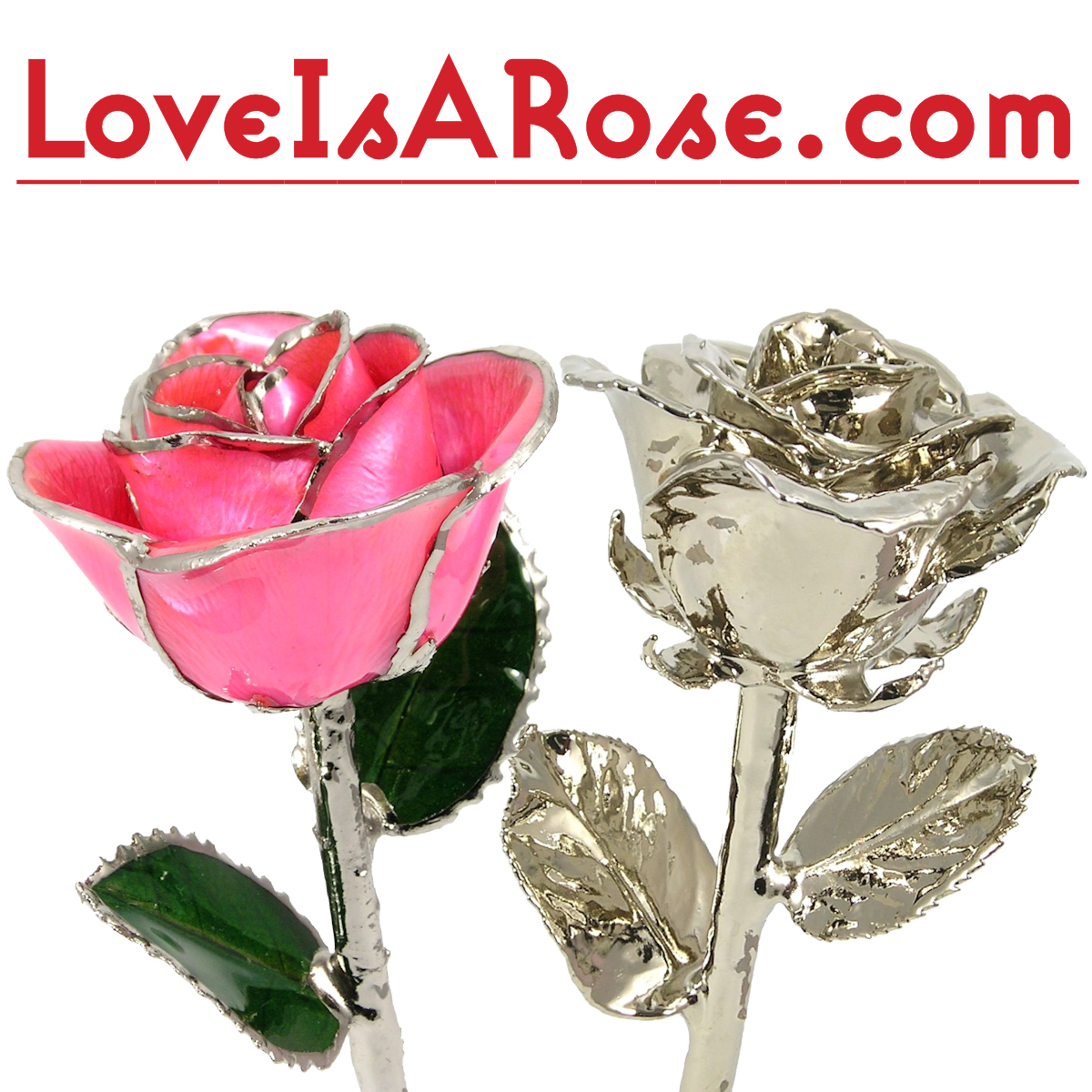 Platinum Roses: Real Platinum Roses That Last Forever